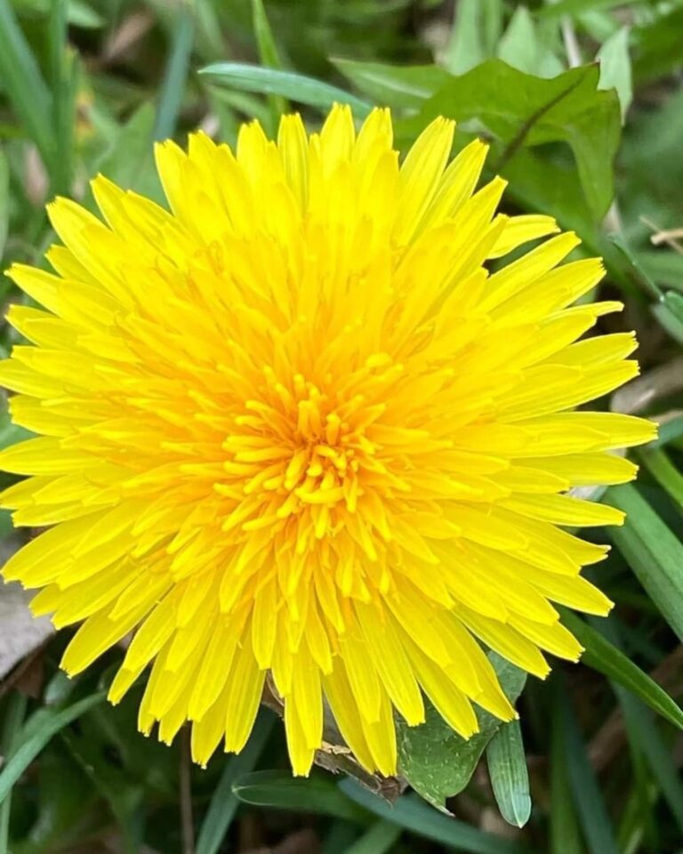 La flor diente de león es la única flor que representa los tres cuerpos ...